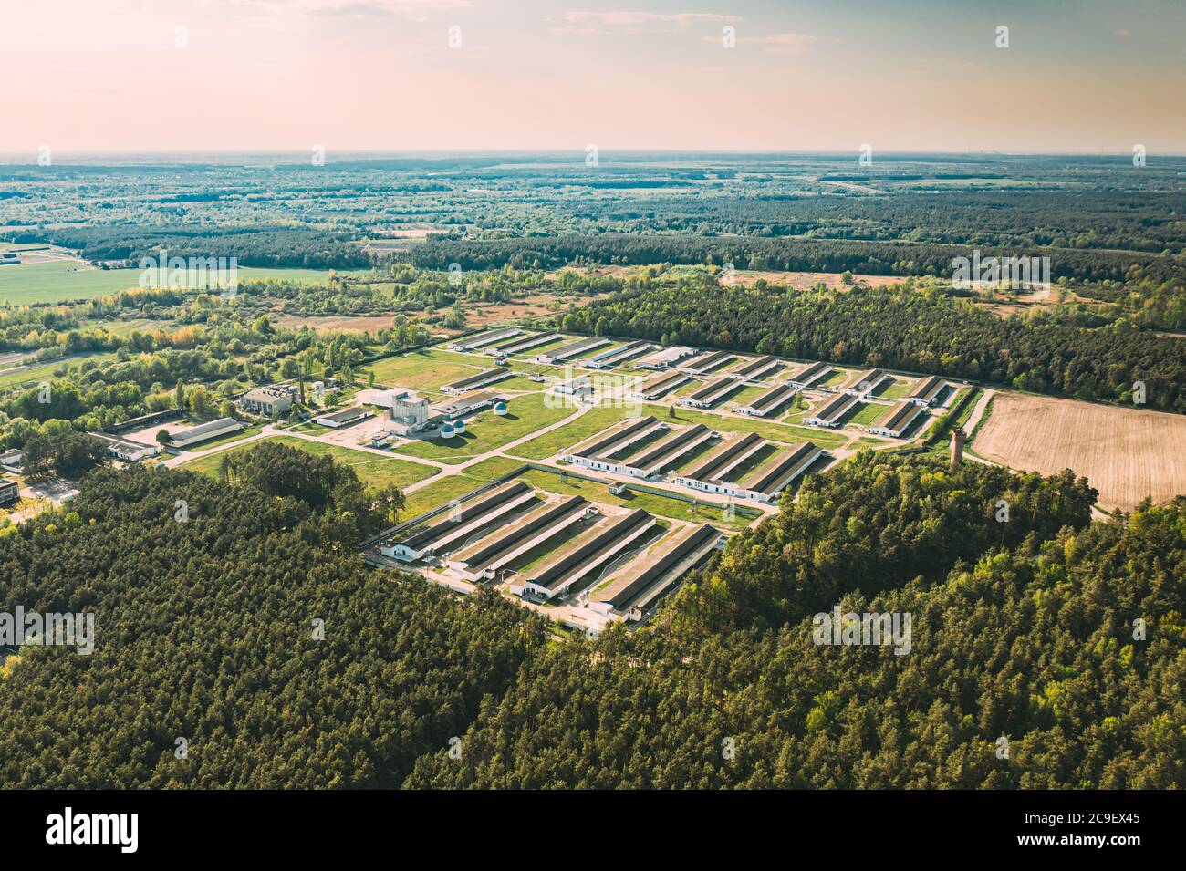 Aerial Bird's-eye View Of Building Of Pig Farm Located In Wood Area In ...
