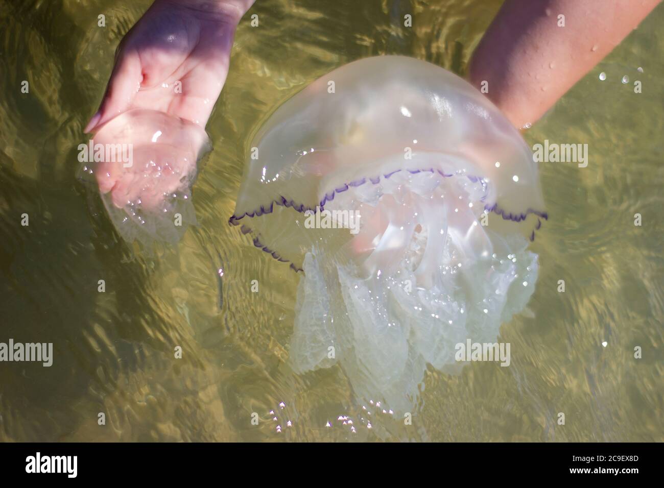 Jellyfish medusa rhizostomeae in a female hand - outdoors, water, sea ...