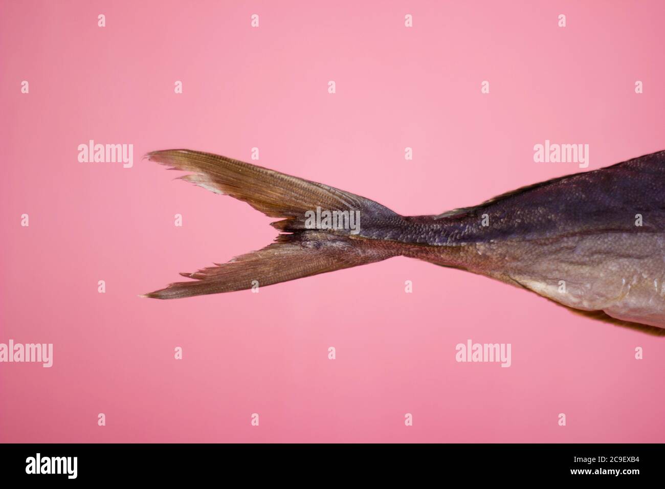 Big eye tuna hi-res stock photography and images - Alamy