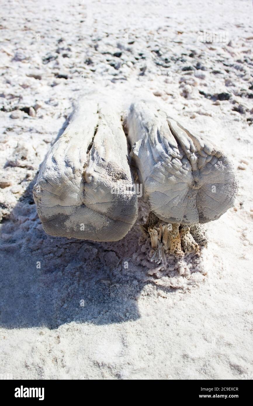Beautiful wooden logs covered with salt at a mining plant - background ...
