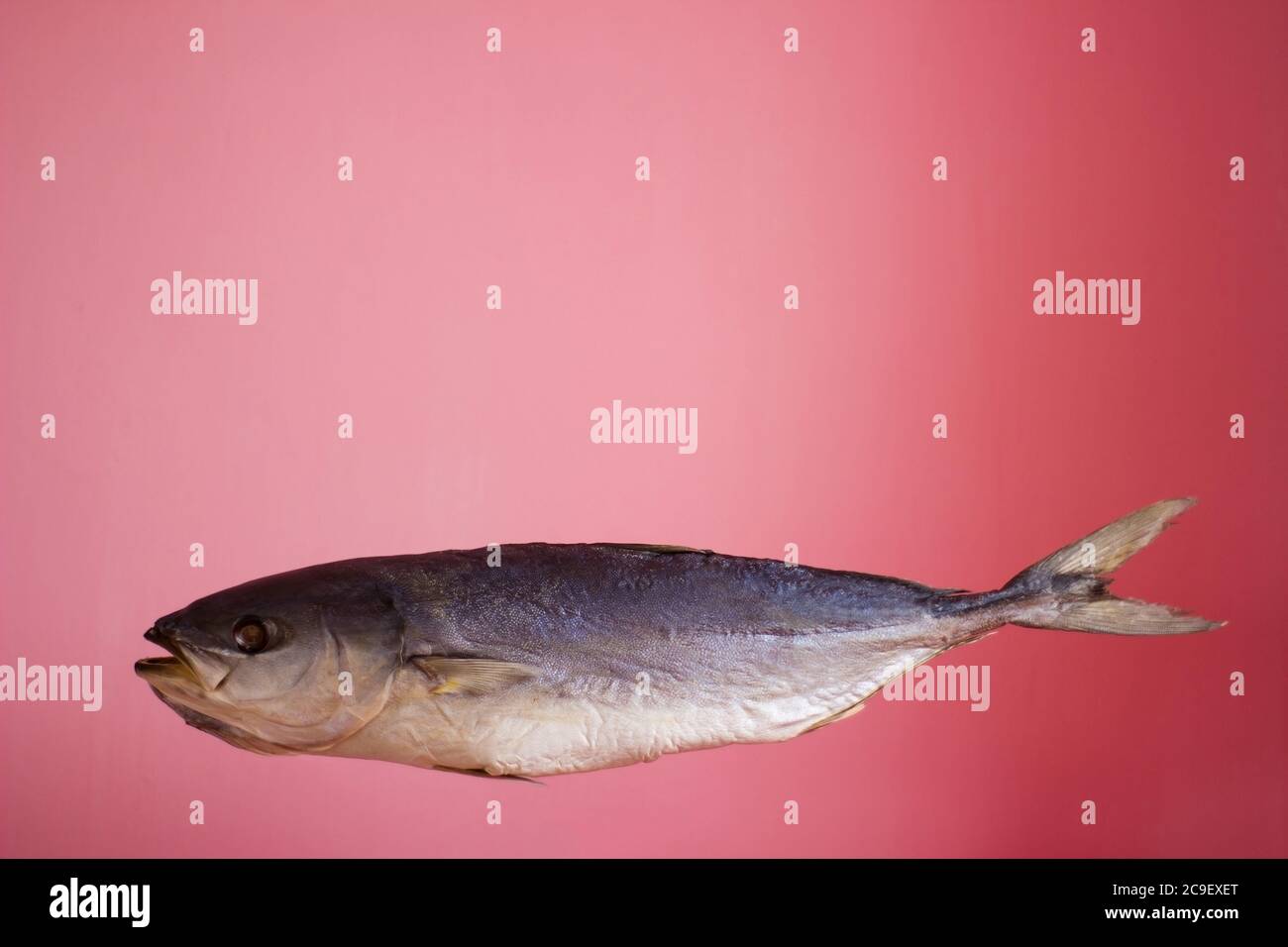 Tuna fish on a pink background, salted dried - isolate, head and tail ...