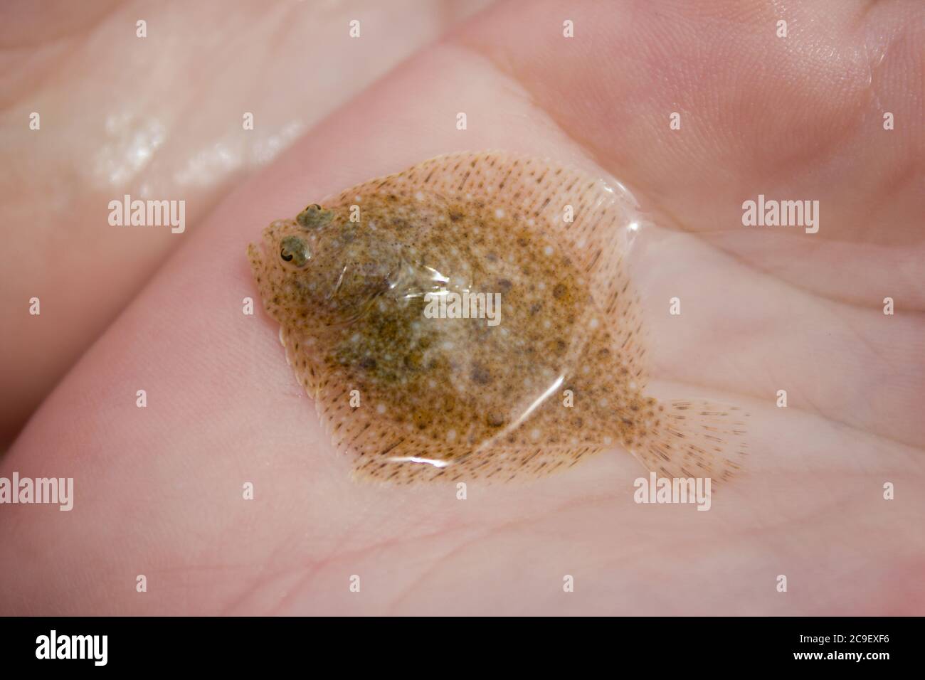 Flounder cub in the female hands of a fisherman - underwater world ...