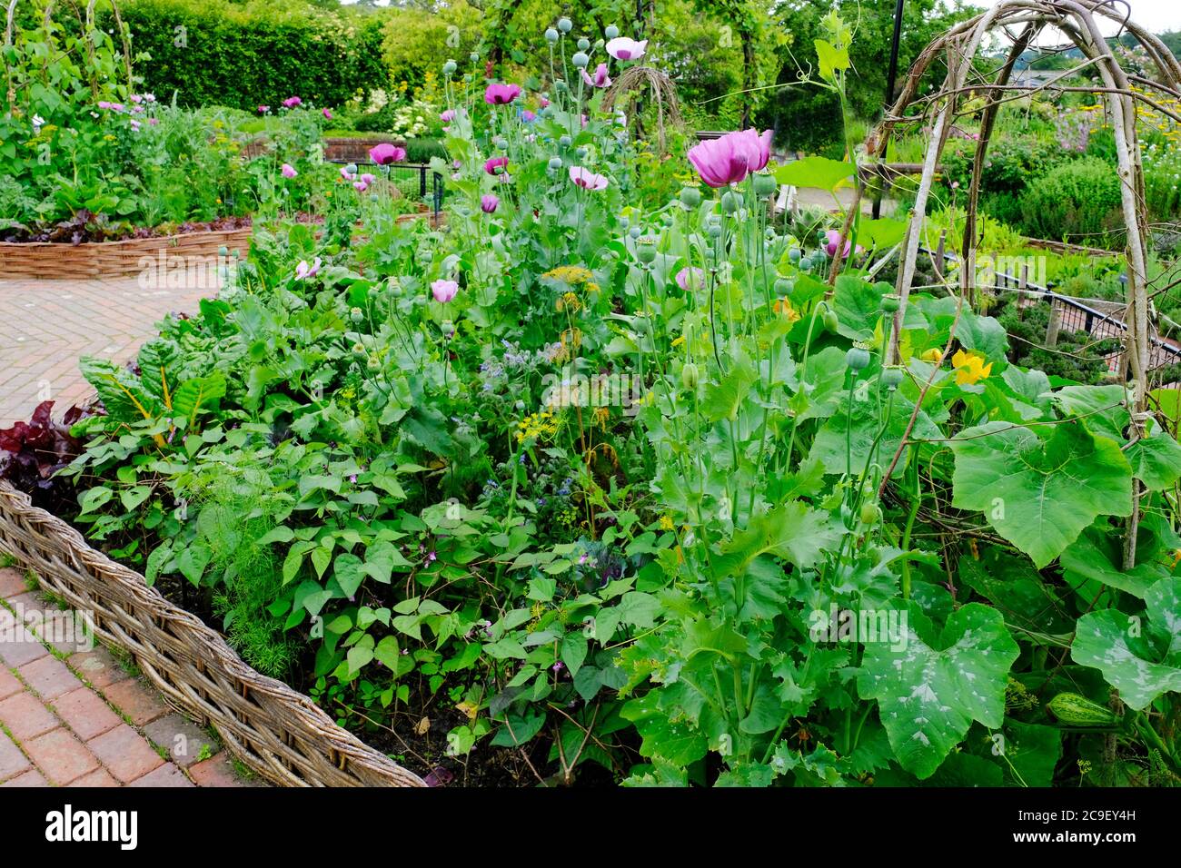 English squash hi-res stock photography and images - Alamy