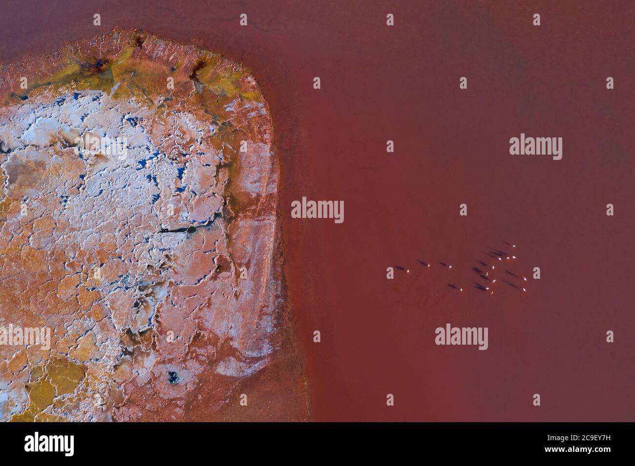 FLAMENCO DE JAMES, PARINA CHICA, Phoenicoparrus jamesi, Aerial View ...
