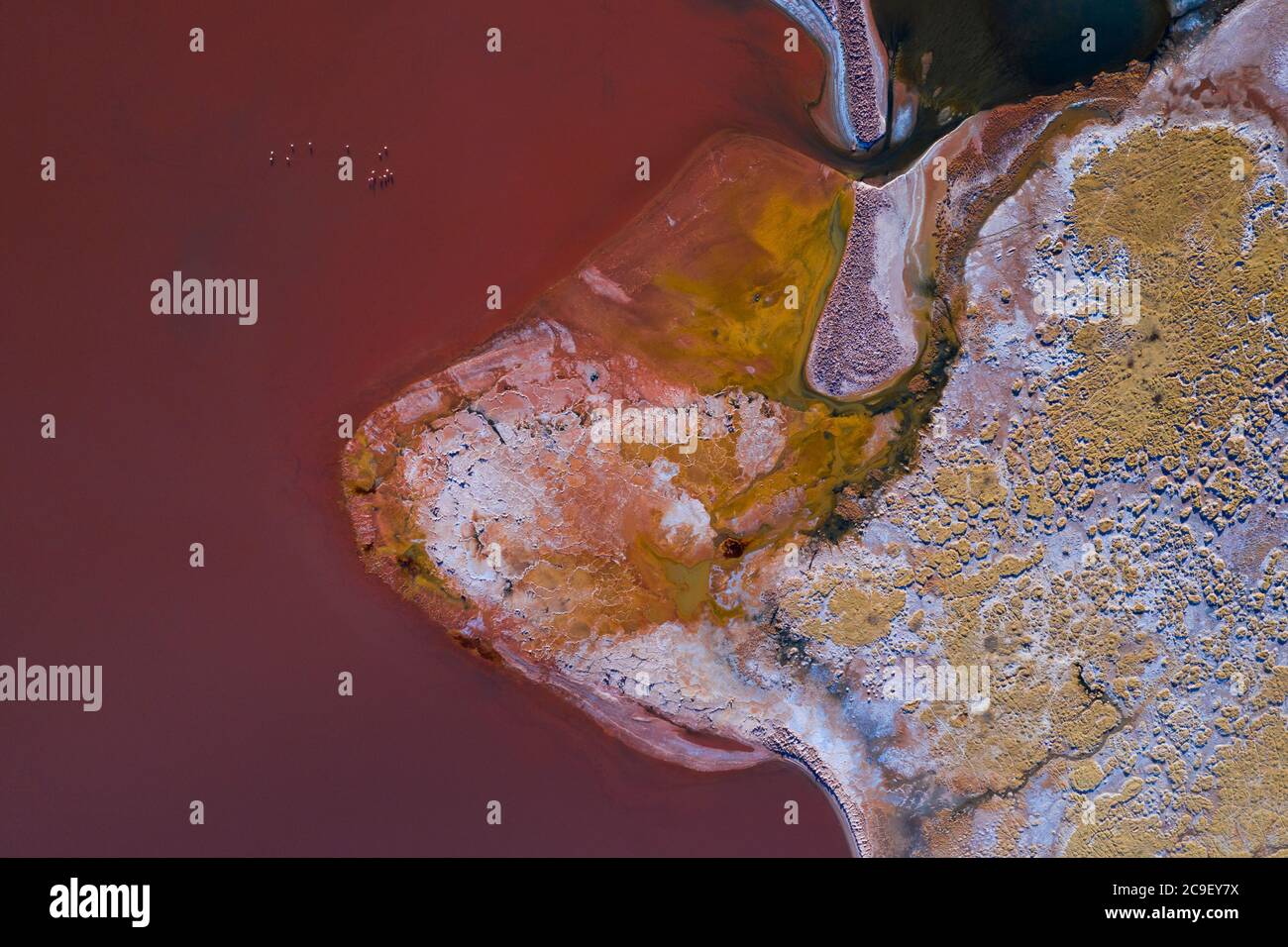 FLAMENCO DE JAMES, PARINA CHICA, Phoenicoparrus jamesi, Aerial View ...