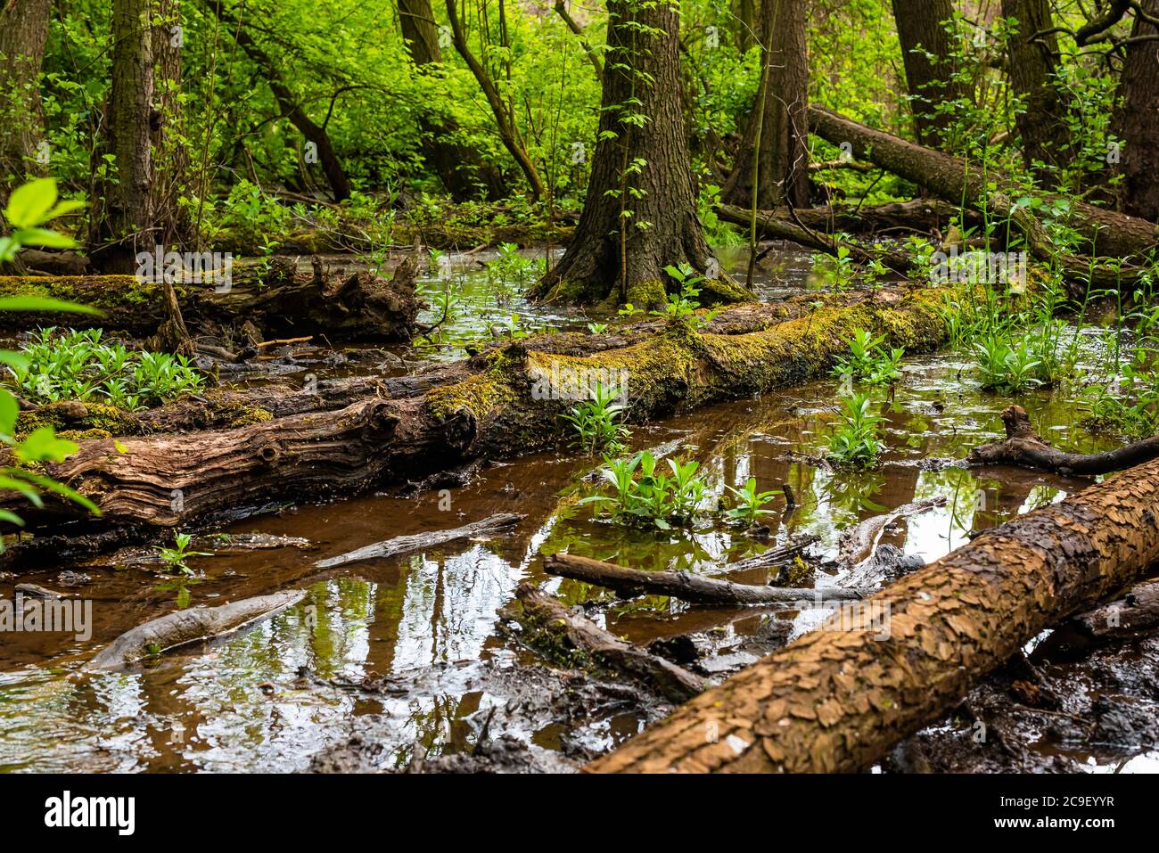 Swampy woodland scene in hi-res stock photography and images - Alamy