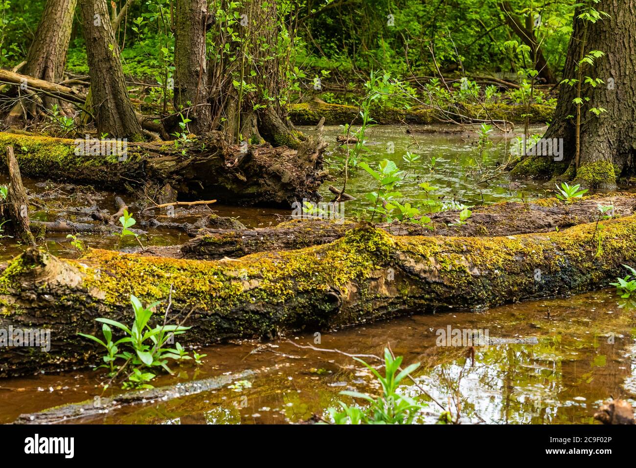 Dead trees in a swamp, fallen trees in the swamp, dead wood Stock Photo ...