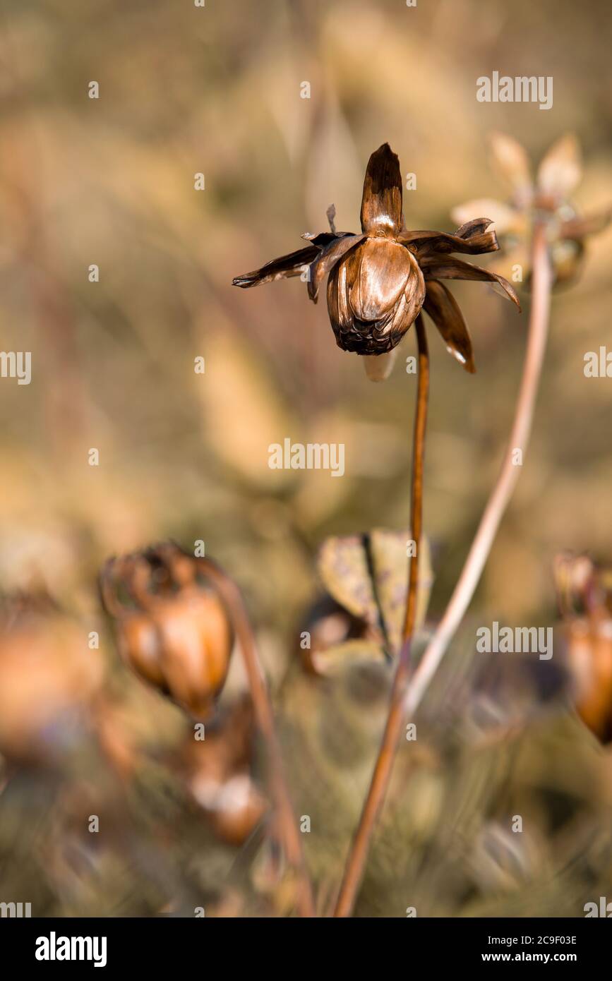 Dry, fallen flowers Stock Photo - Alamy