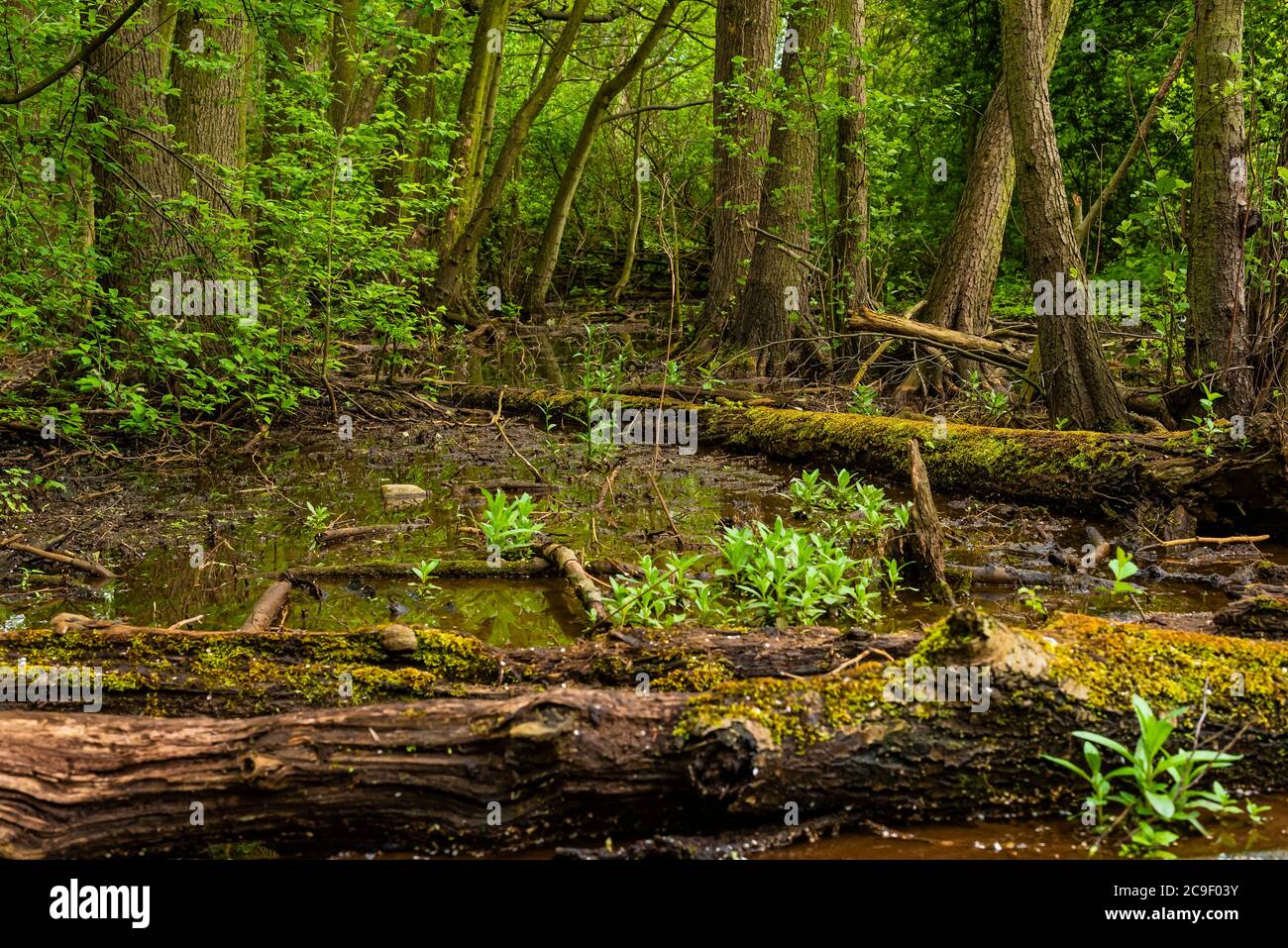 Dead trees in a swamp, fallen trees in the swamp, dead wood Stock Photo ...