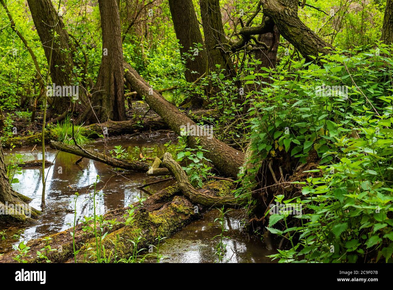 Oak buds march hi-res stock photography and images - Alamy