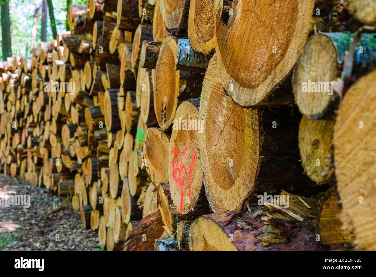 Deforested pinewood in the forest, tree trunks stored in the forest ...