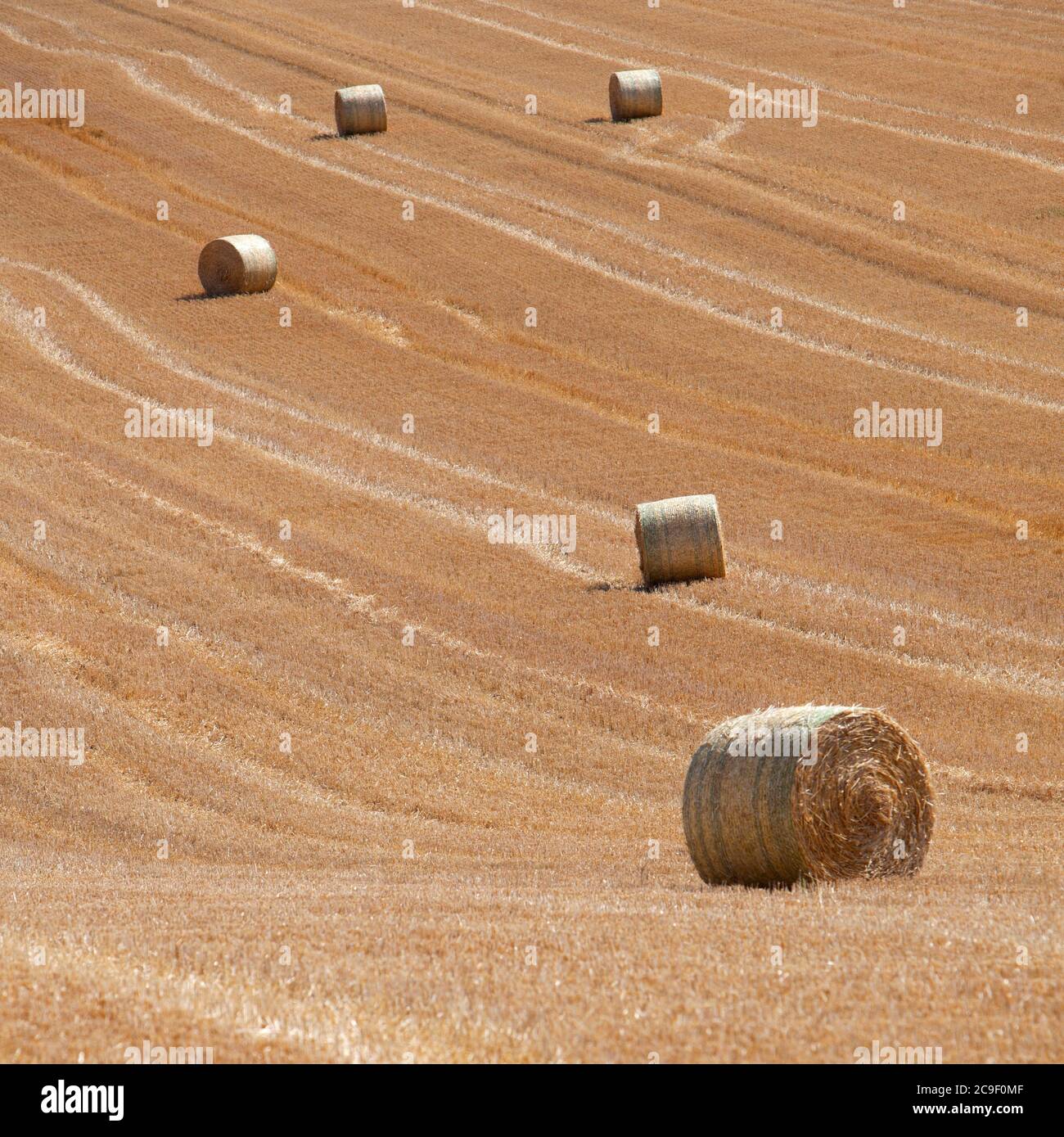straw bales in rolling hills of northern france under blue sky Stock ...