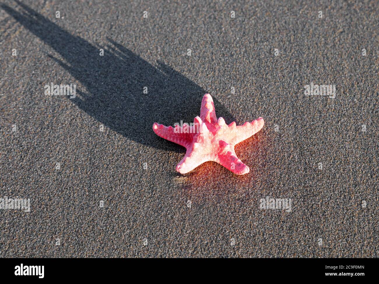 Big red star fish hi-res stock photography and images - Alamy