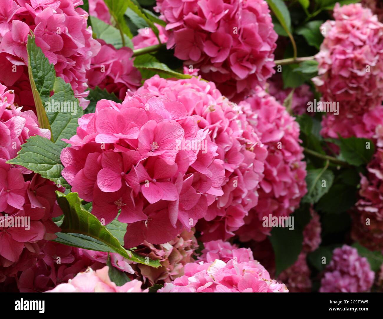 many large hydrangea flowers of fuchsia and pink color in spring Stock ...