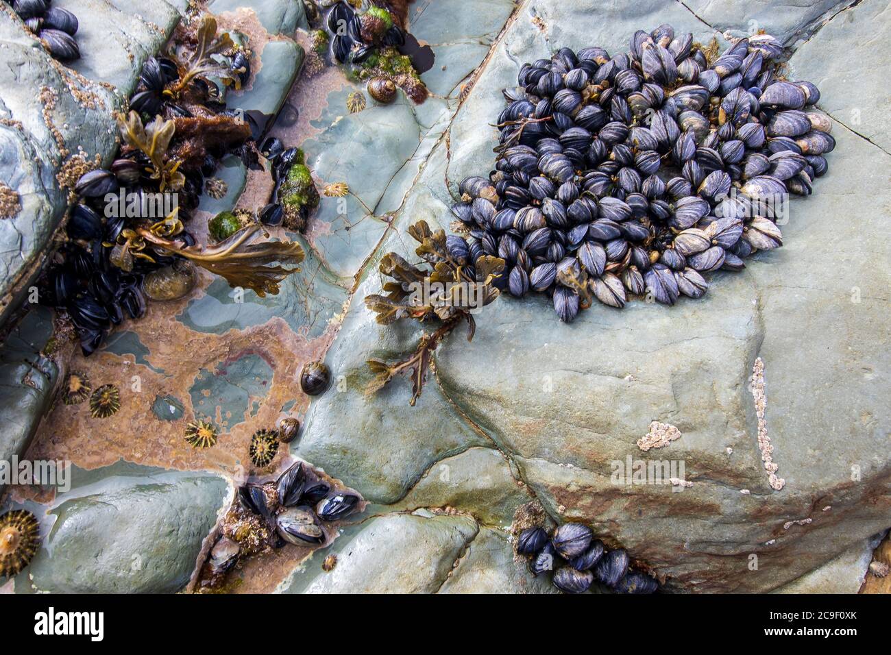 Cornwall molluscs hi-res stock photography and images - Alamy