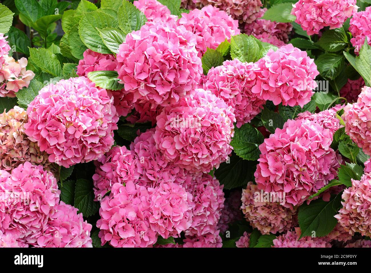 detail of garden background of many large blossomed hydrangea flowers ...
