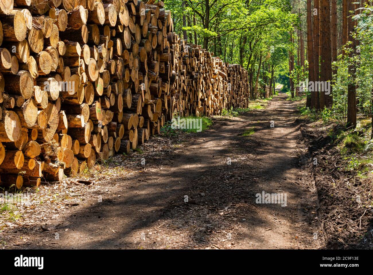 Deforested pinewood in the forest, tree trunks stored in the forest ...