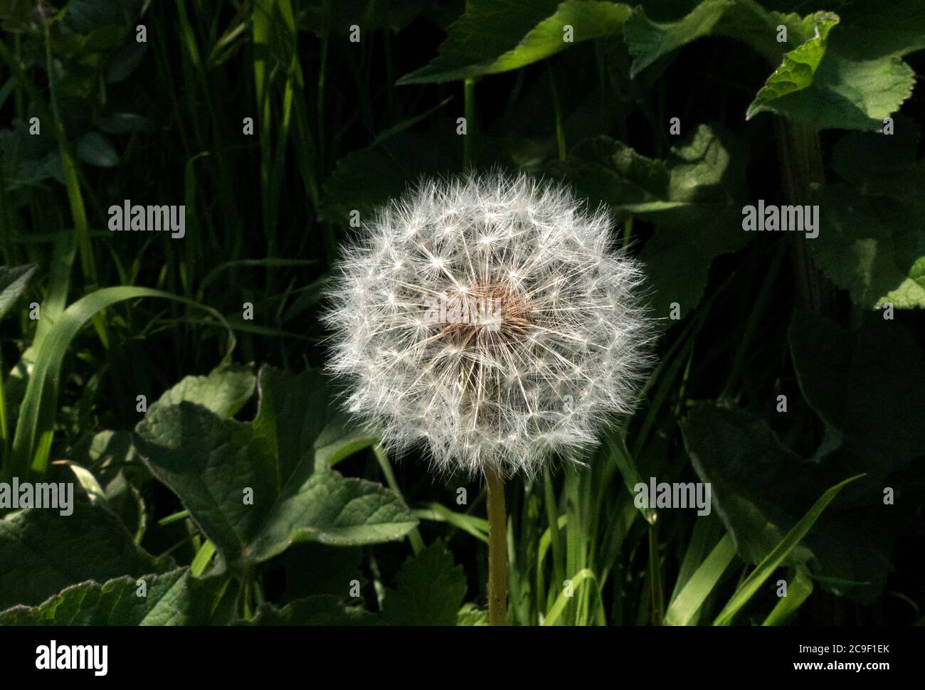 The Dandelion is a varied and common family of wildflowers in the ...
