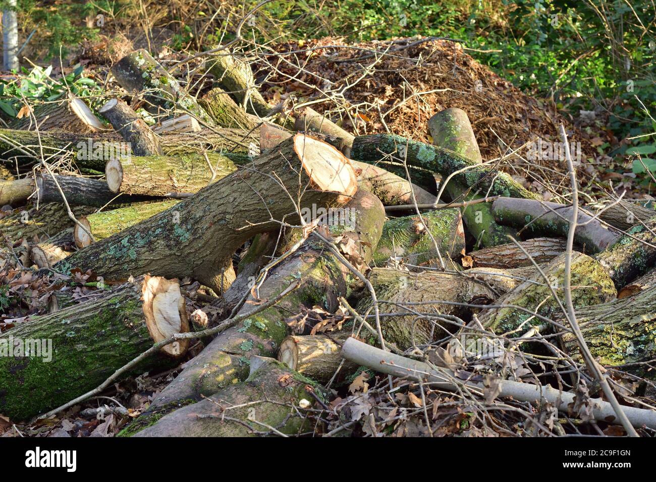 Cut tree trunks during forest clearings. Summer Stock Photo - Alamy