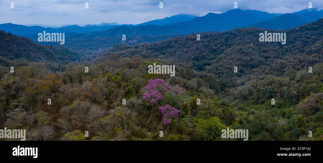 ARBOL LAPACHO ROSADO Handroanthus impetiginosus, Forest Las Yungas ...