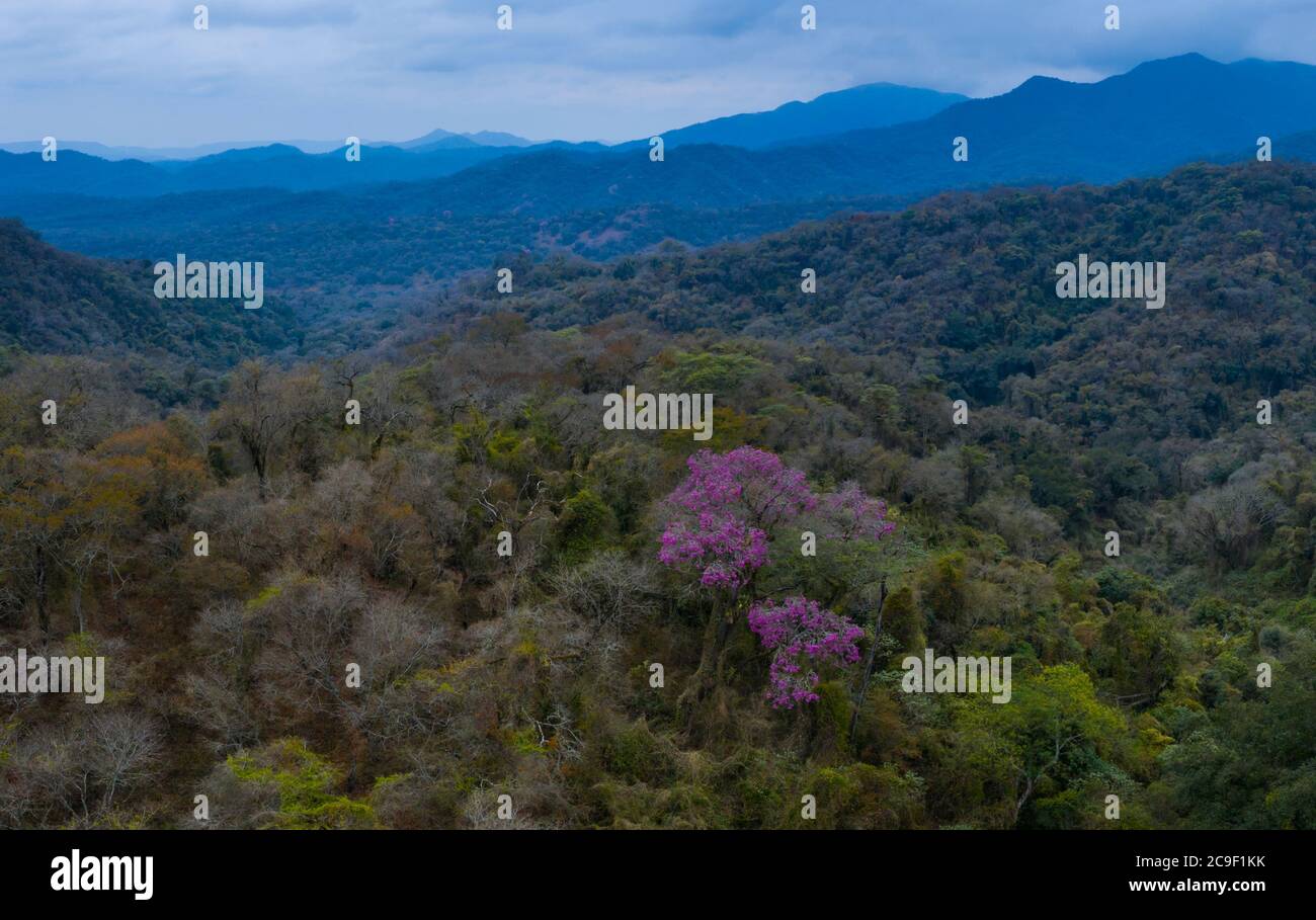 ARBOL LAPACHO ROSADO Handroanthus impetiginosus, Forest Las Yungas ...