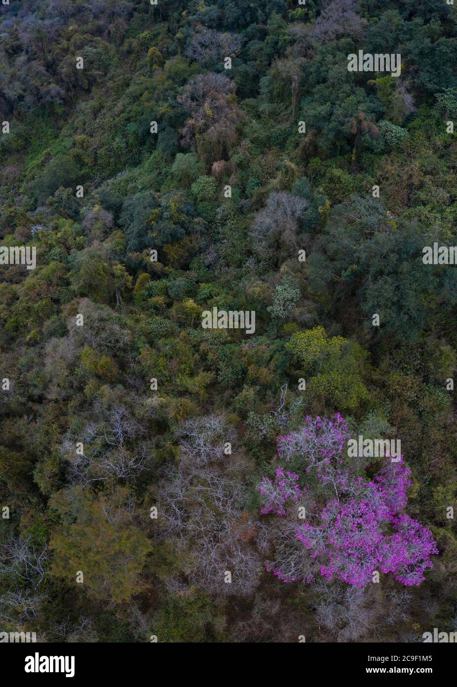 ARBOL LAPACHO ROSADO Handroanthus impetiginosus, Forest Las Yungas ...