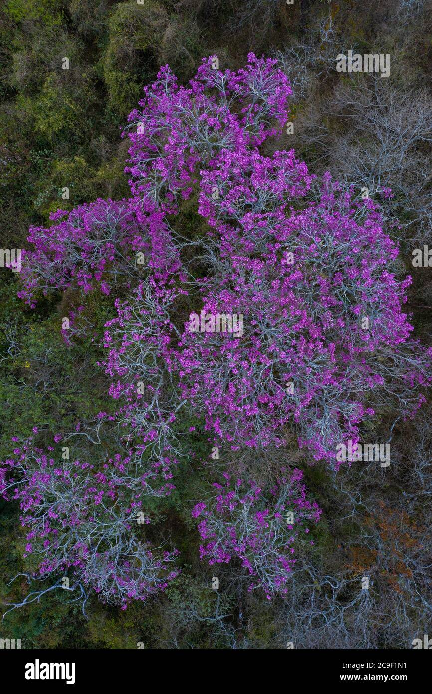 ARBOL LAPACHO ROSADO Handroanthus impetiginosus, Forest Las Yungas ...