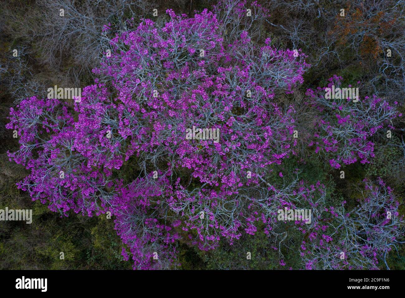 ARBOL LAPACHO ROSADO Handroanthus impetiginosus, Forest Las Yungas ...