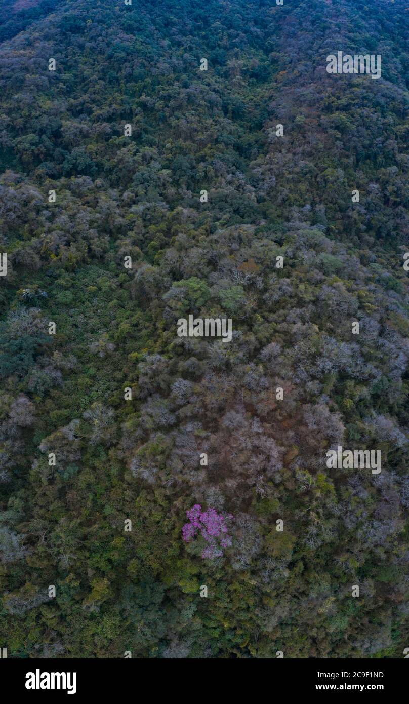 ARBOL LAPACHO ROSADO Handroanthus impetiginosus, Forest Las Yungas ...