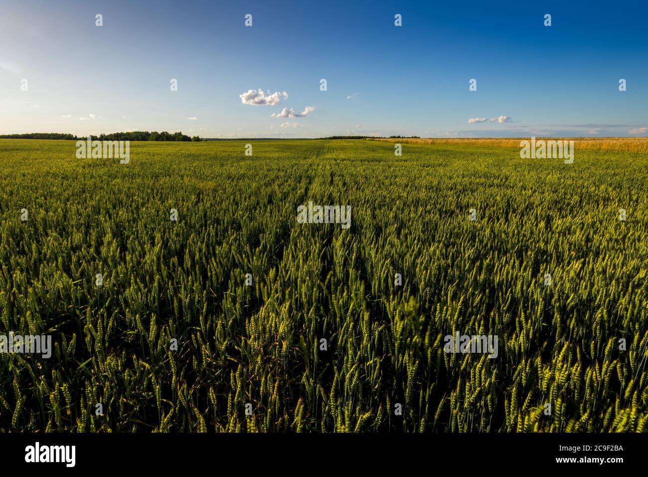 Agricultural field with young green rye on a clear sunny evening with ...