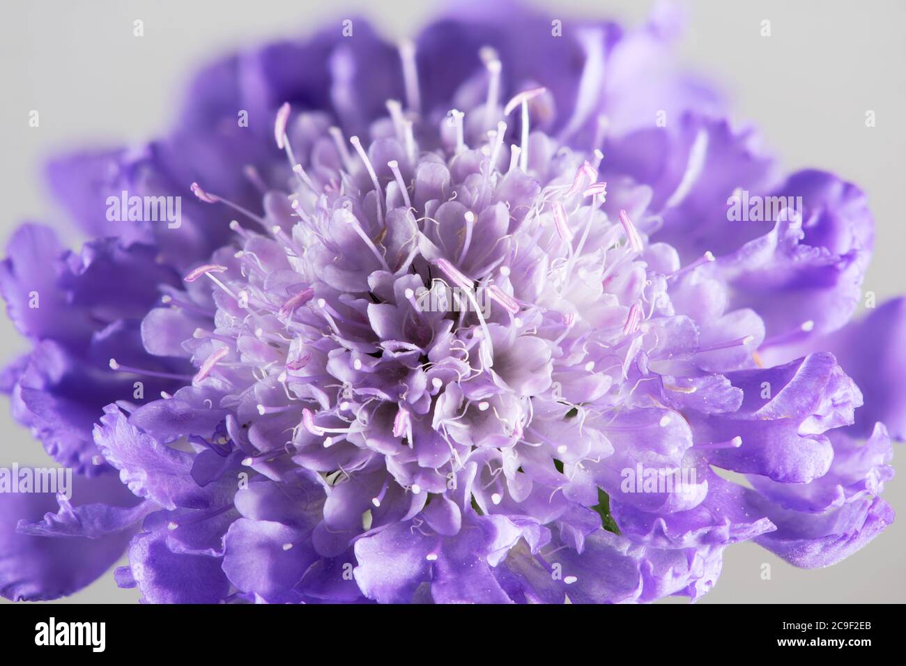 Single blue Scabious flower against a plain white background Stock ...