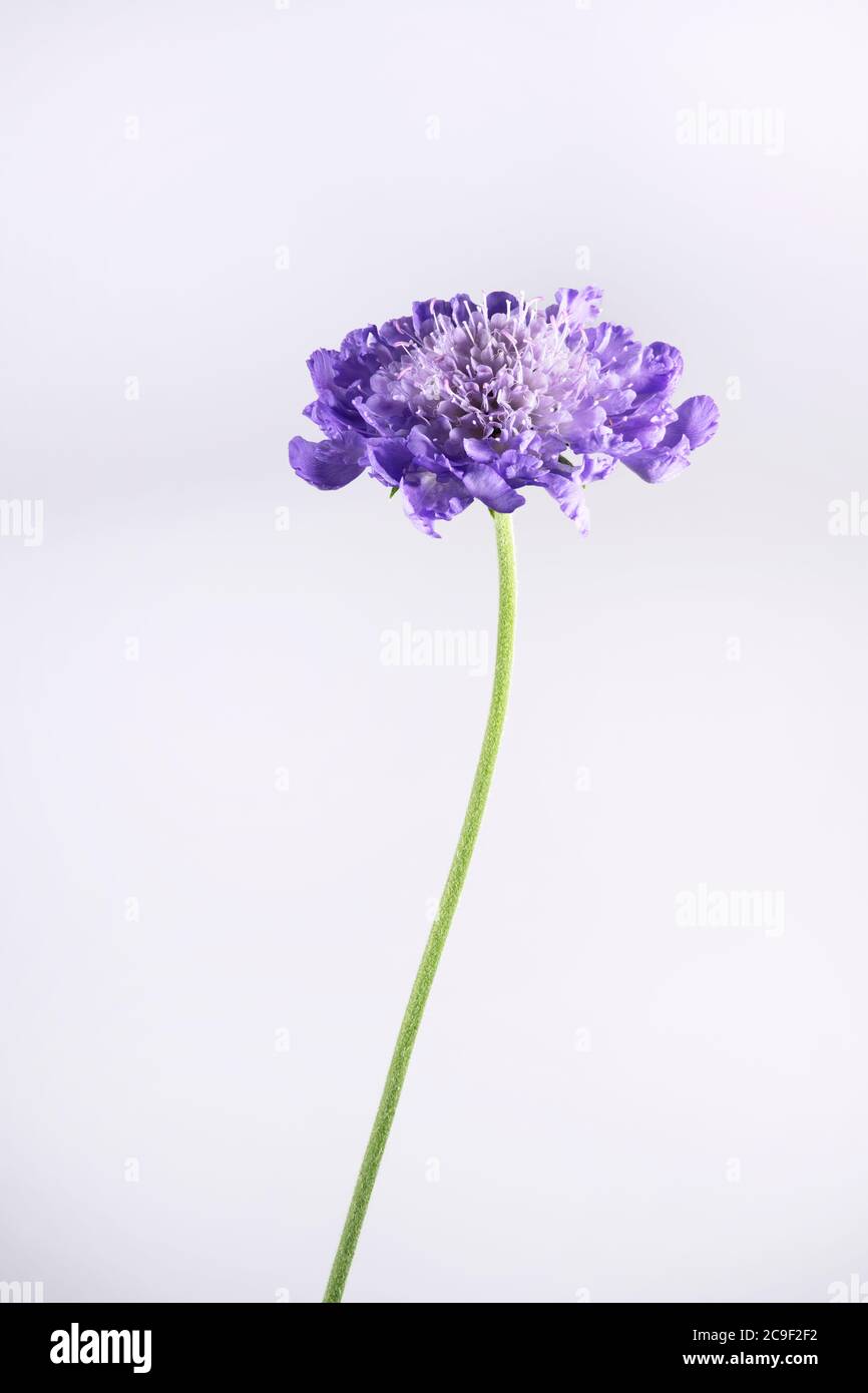 Single blue Scabious flower against a plain white background Stock ...