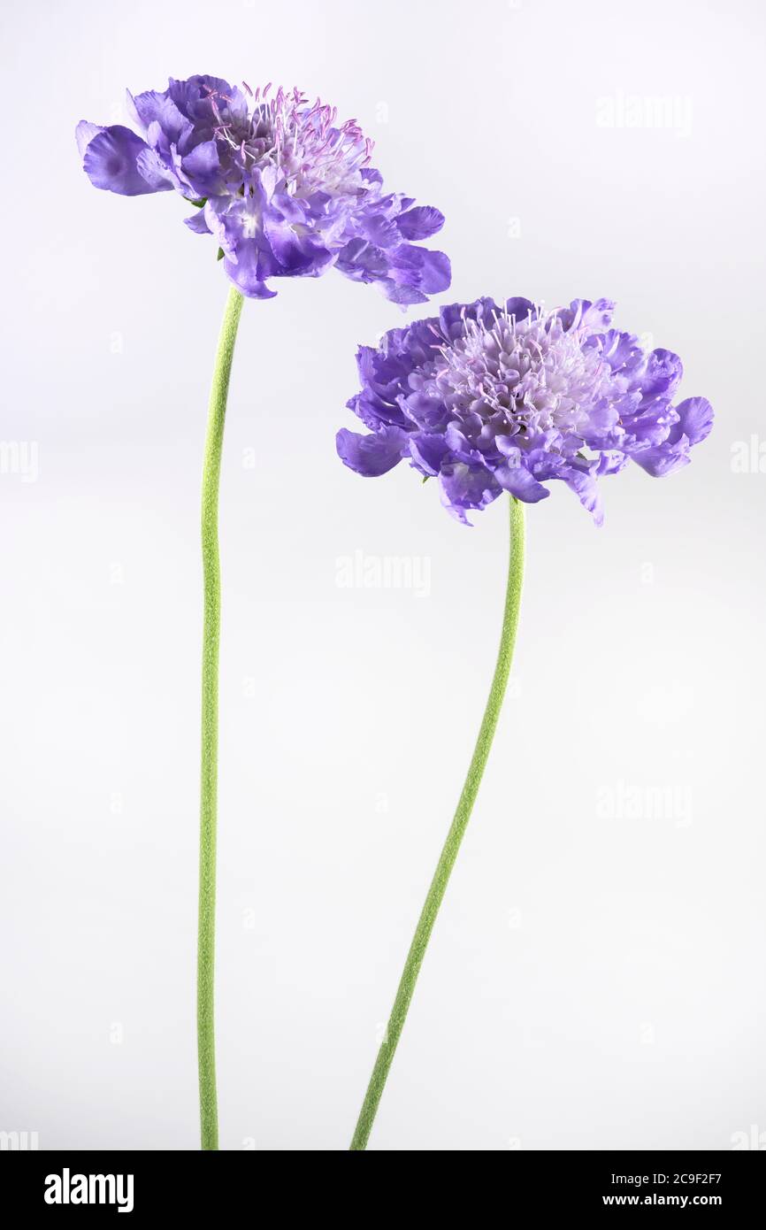 Two blue Scabious flowers against a plain white background Stock Photo ...