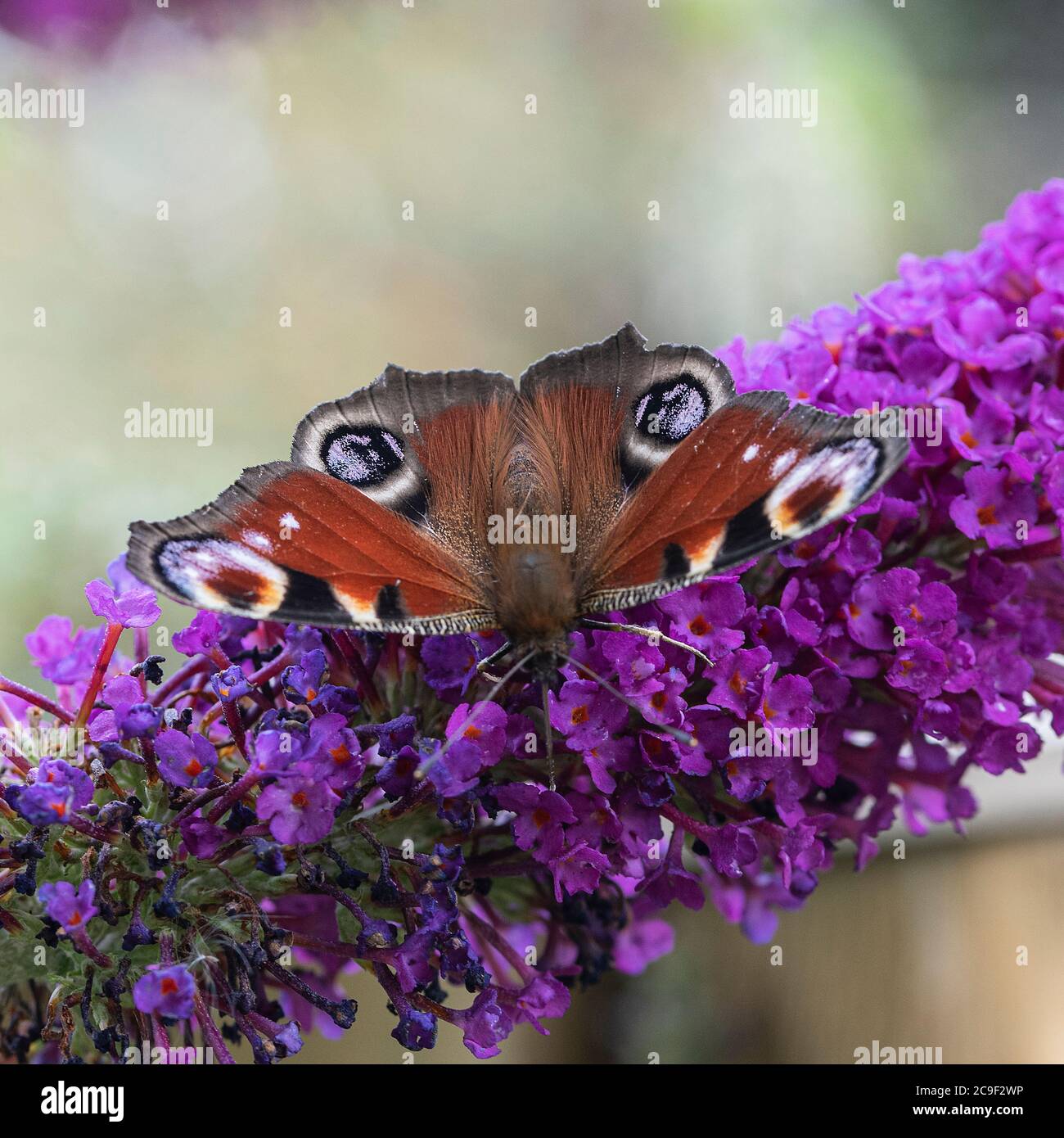 Buddleia attracts insects hi-res stock photography and images - Alamy