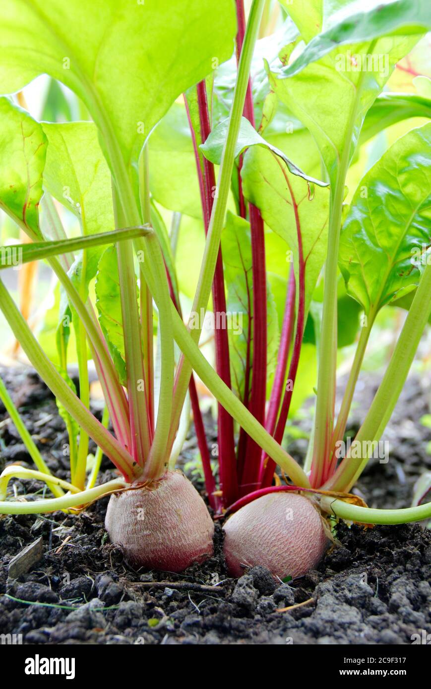 Growing in a soil hi-res stock photography and images - Alamy