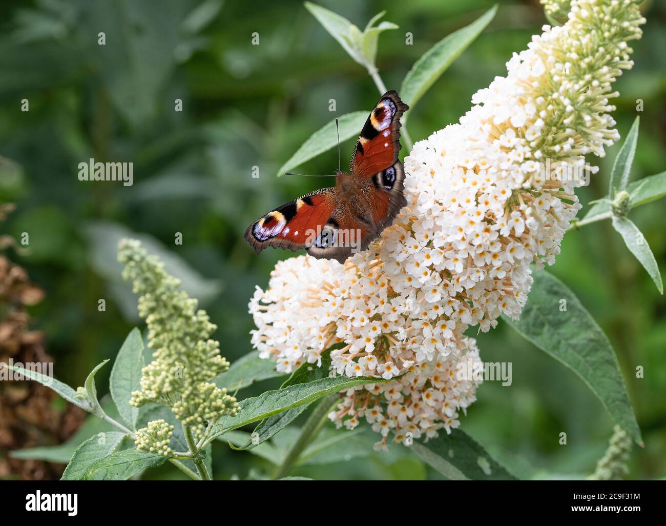A Beautiful Peacock Butterfly Feeding on Nectar on a White Buddleja ...