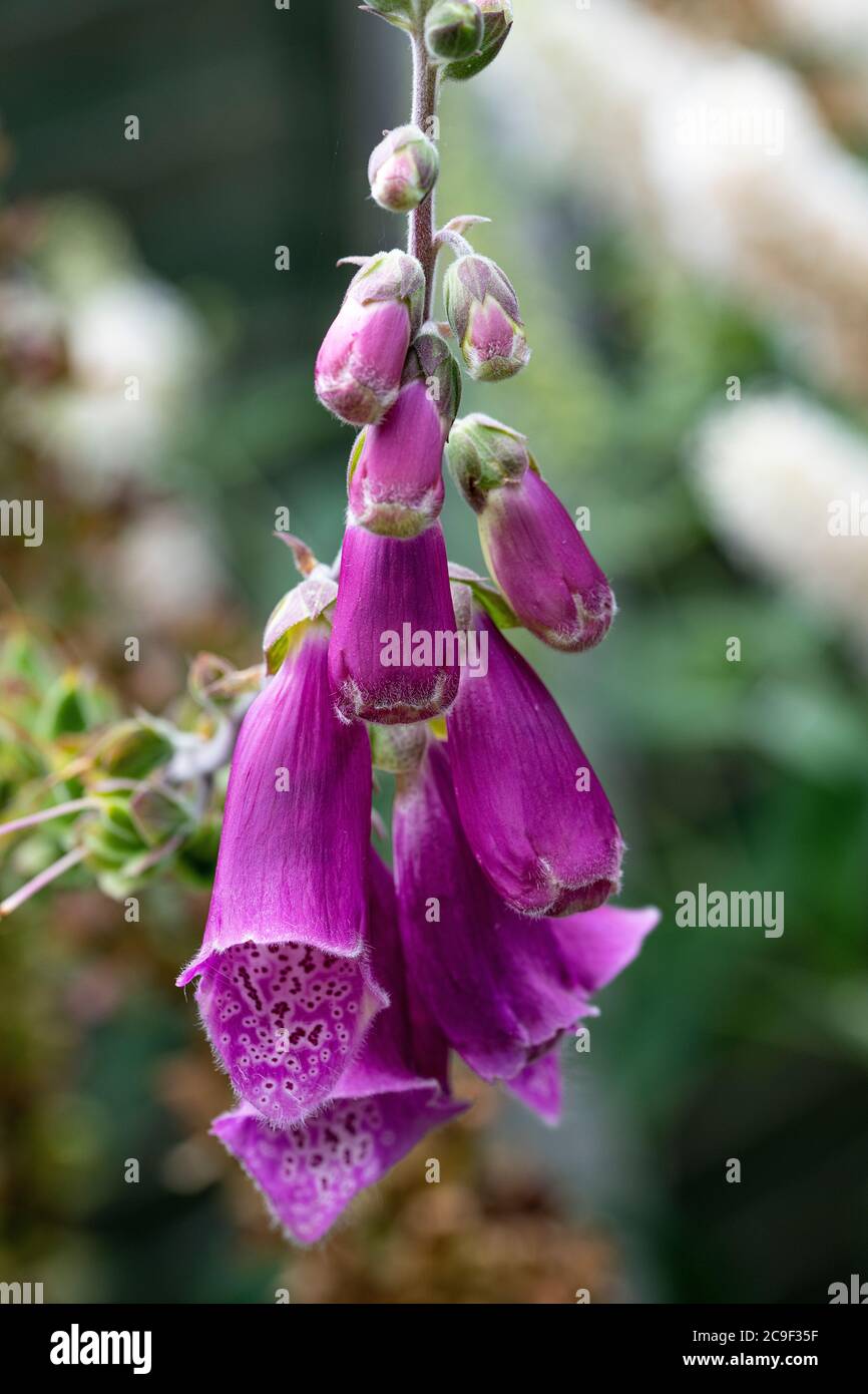 Tall spiked flowering plant hi-res stock photography and images - Alamy