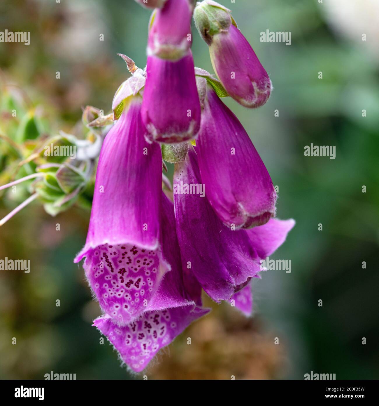 Downward pointing leaves hi-res stock photography and images - Alamy