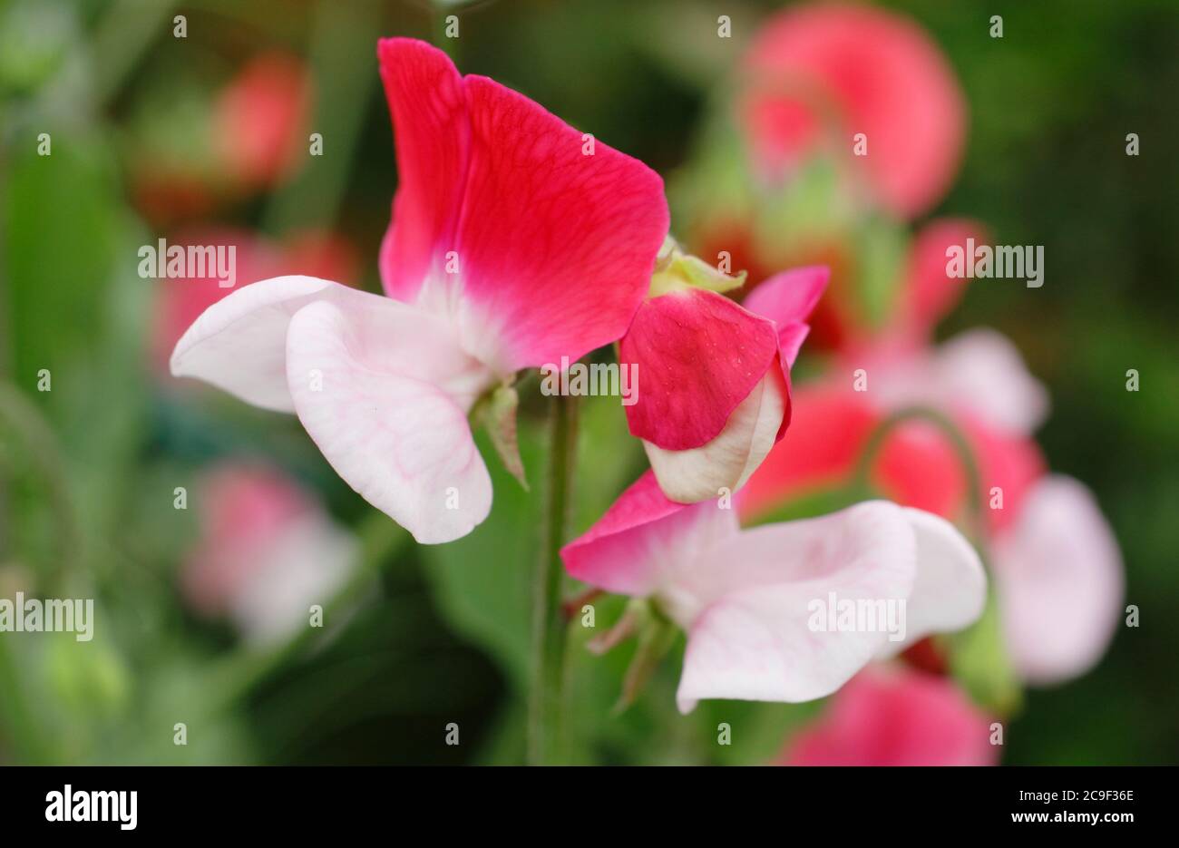 Little red riding hood hi-res stock photography and images - Alamy