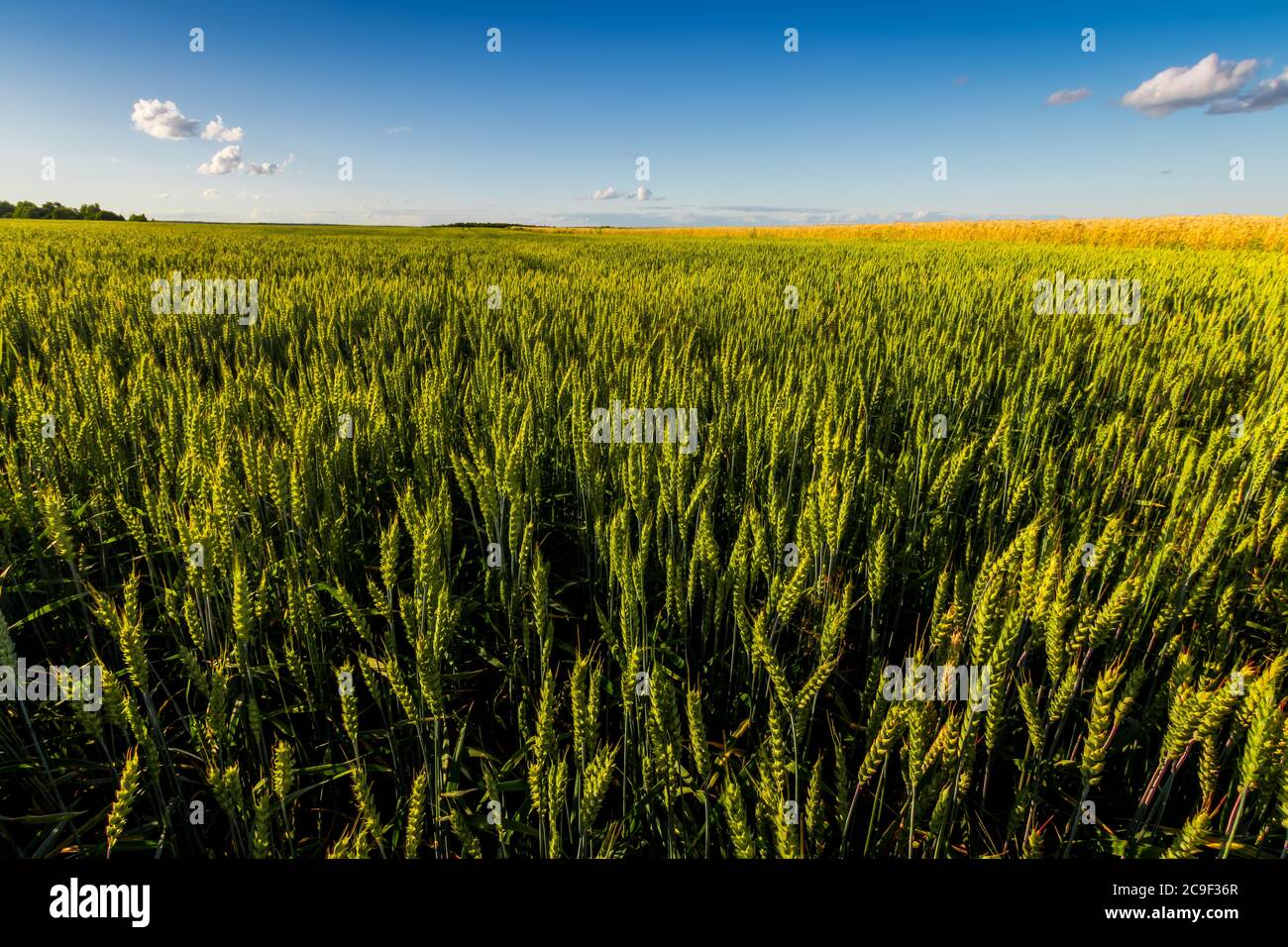 Agricultural field with young green rye on a clear sunny evening with ...