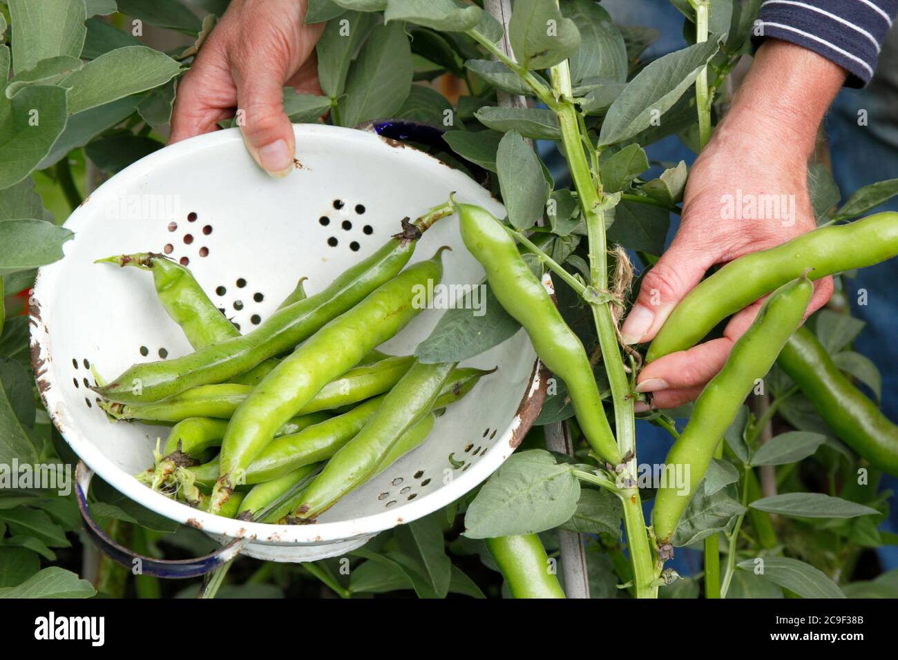 Pick Broad Beans High Resolution Stock Photography and Images - Alamy