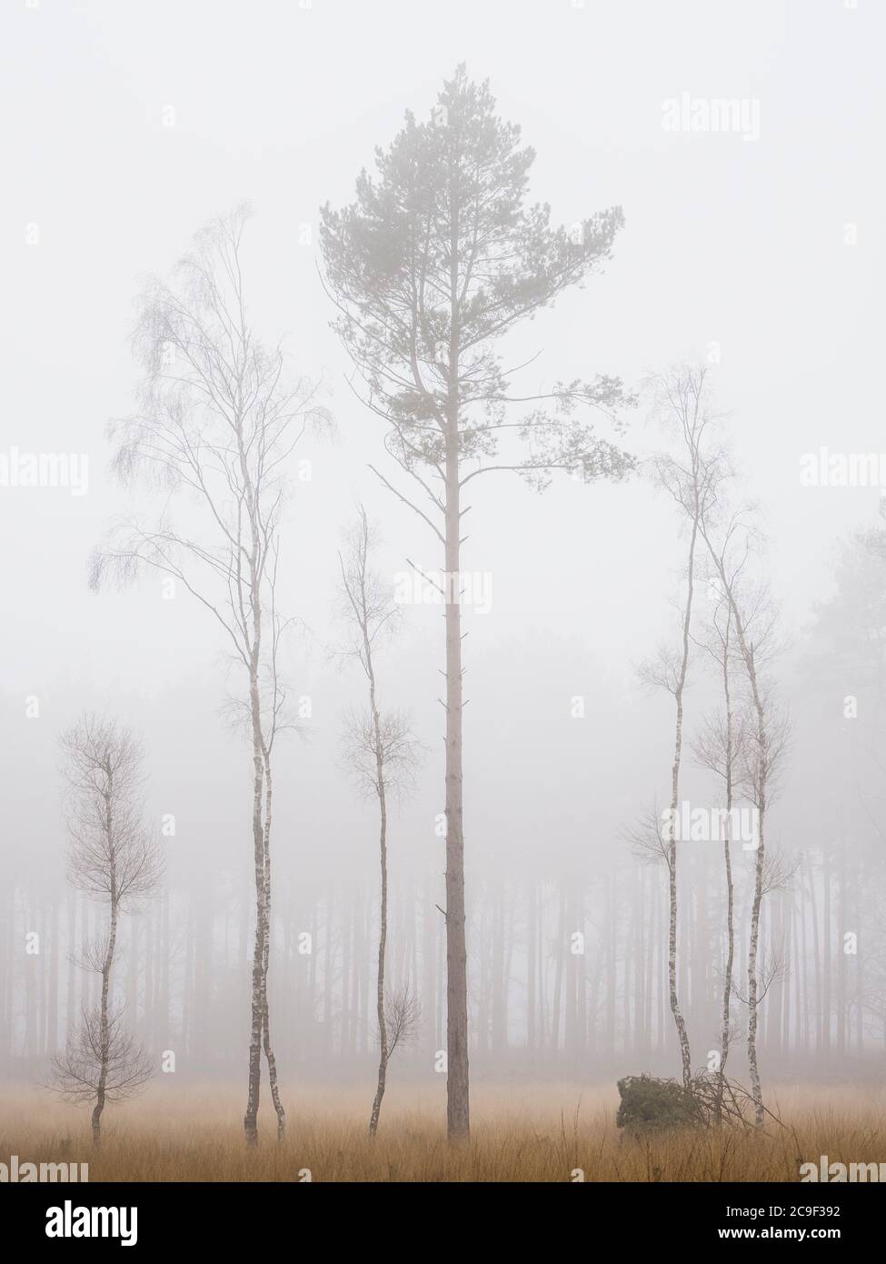 Slender trees hi-res stock photography and images - Alamy