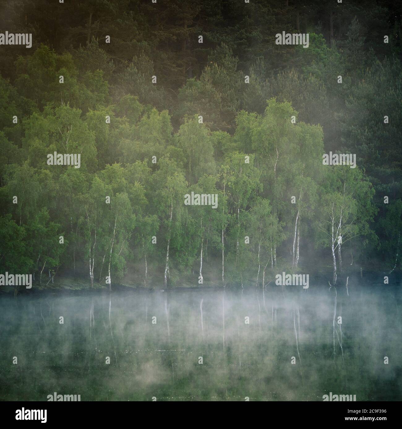 Trees by the misty lake near Bawsey reflecting in the water Stock Photo ...