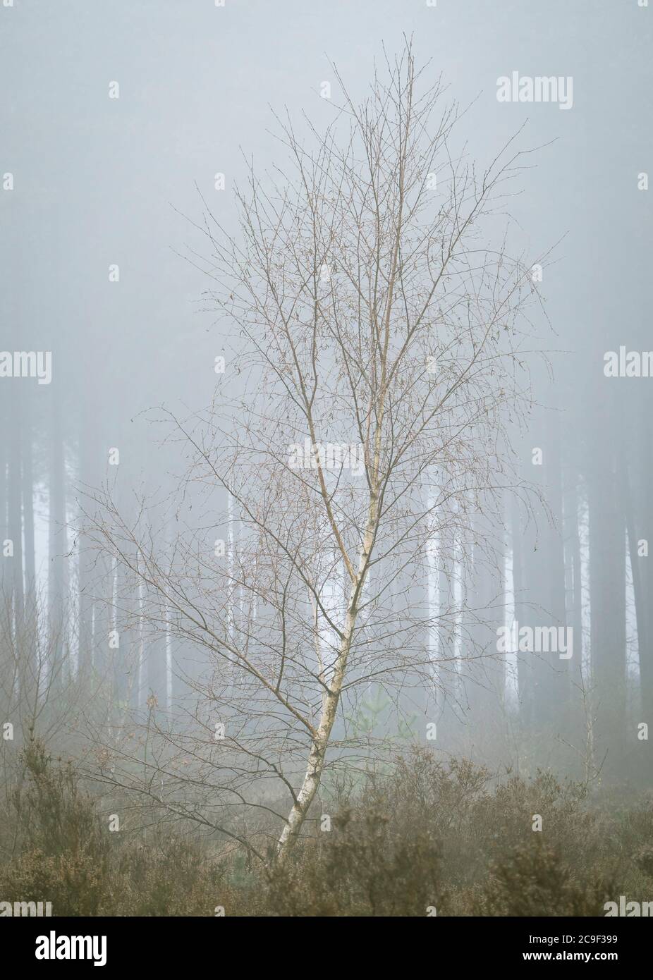 Sigle tree hi-res stock photography and images - Alamy