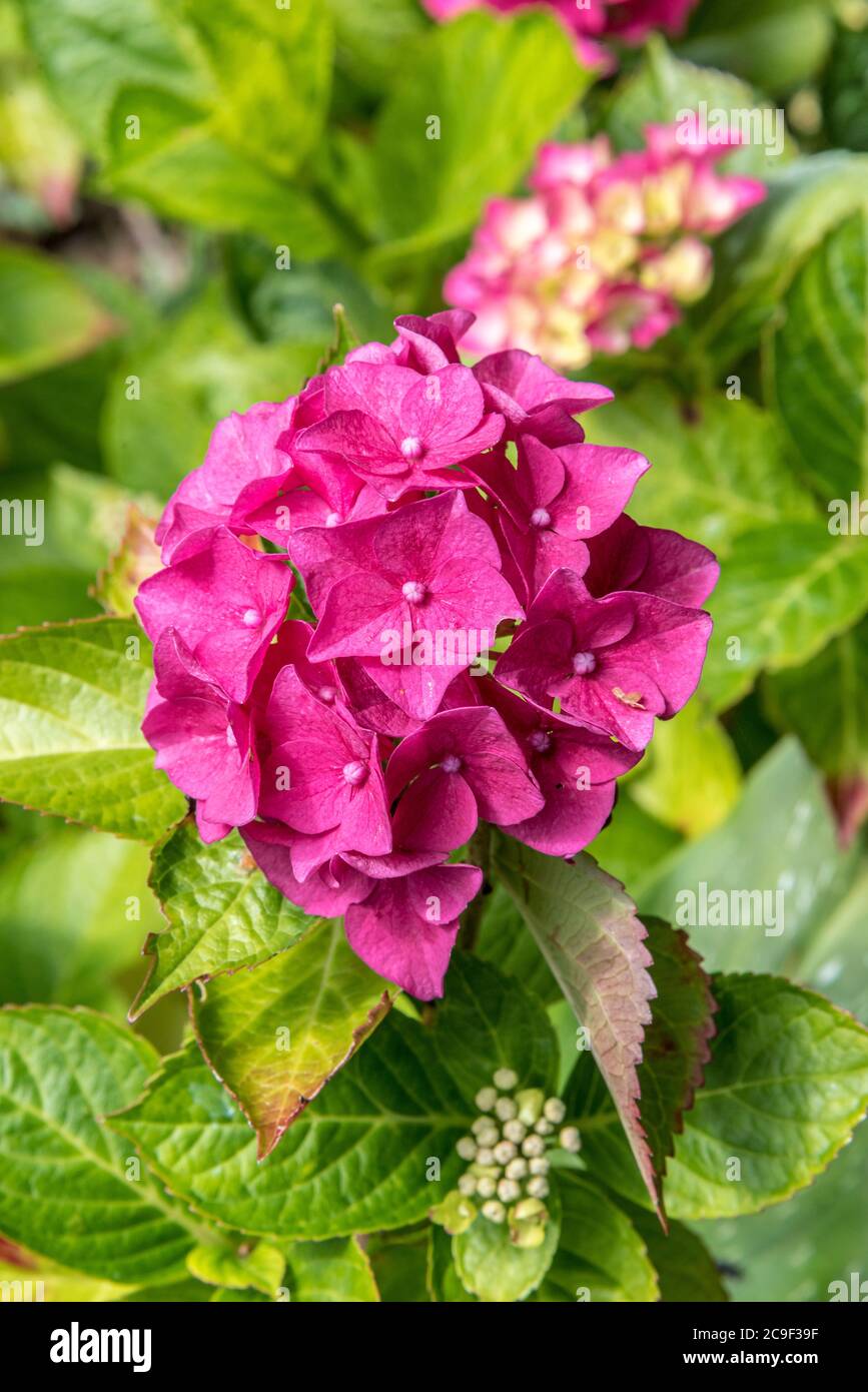 Red hydrangea hi-res stock photography and images - Alamy