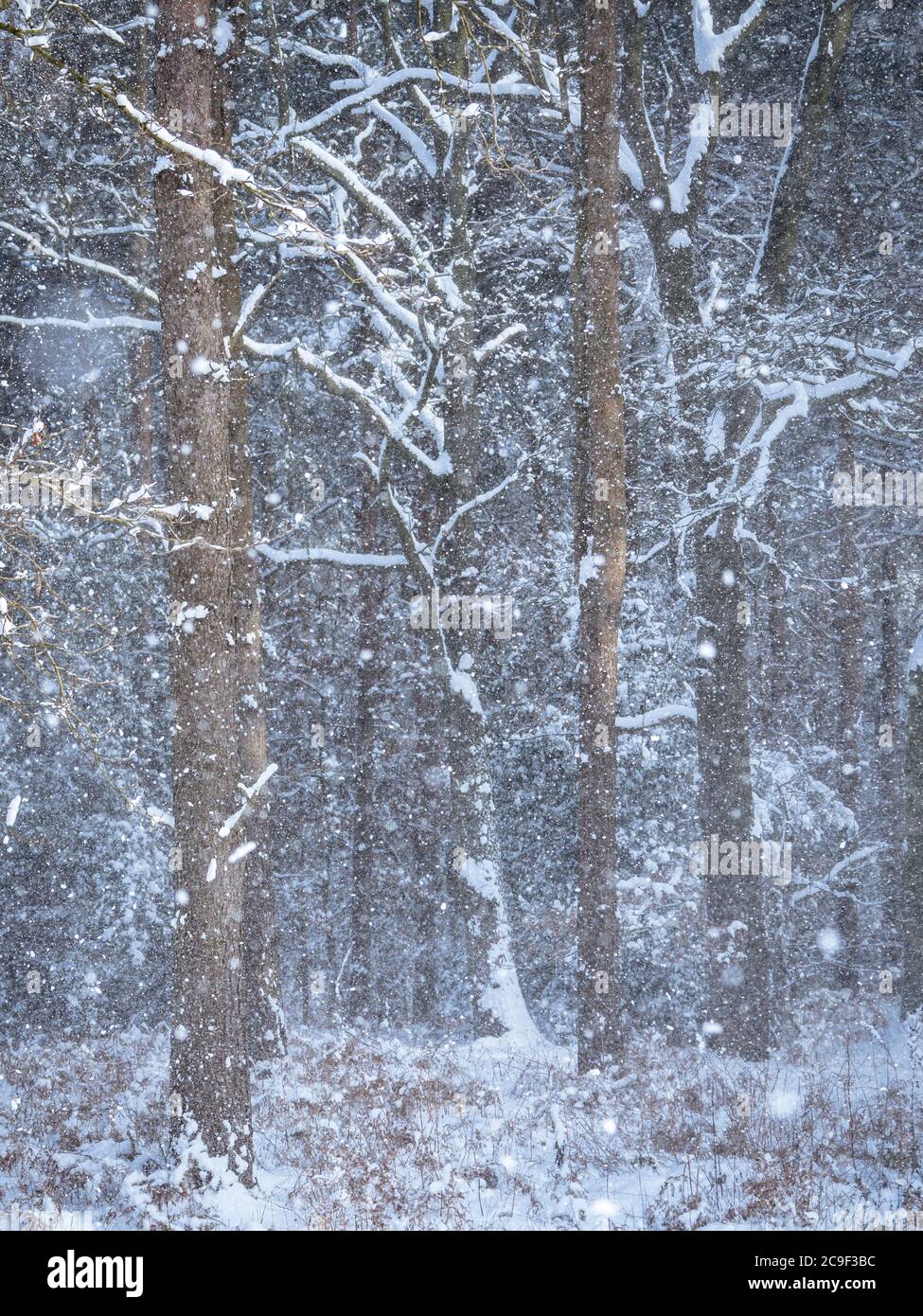 Storm trees blowing hi-res stock photography and images - Alamy