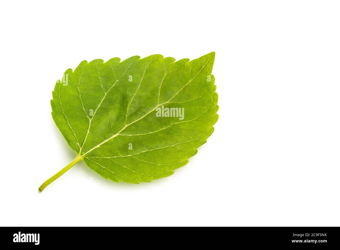 Blackberry leaves isolated on a white background Stock Photo - Alamy