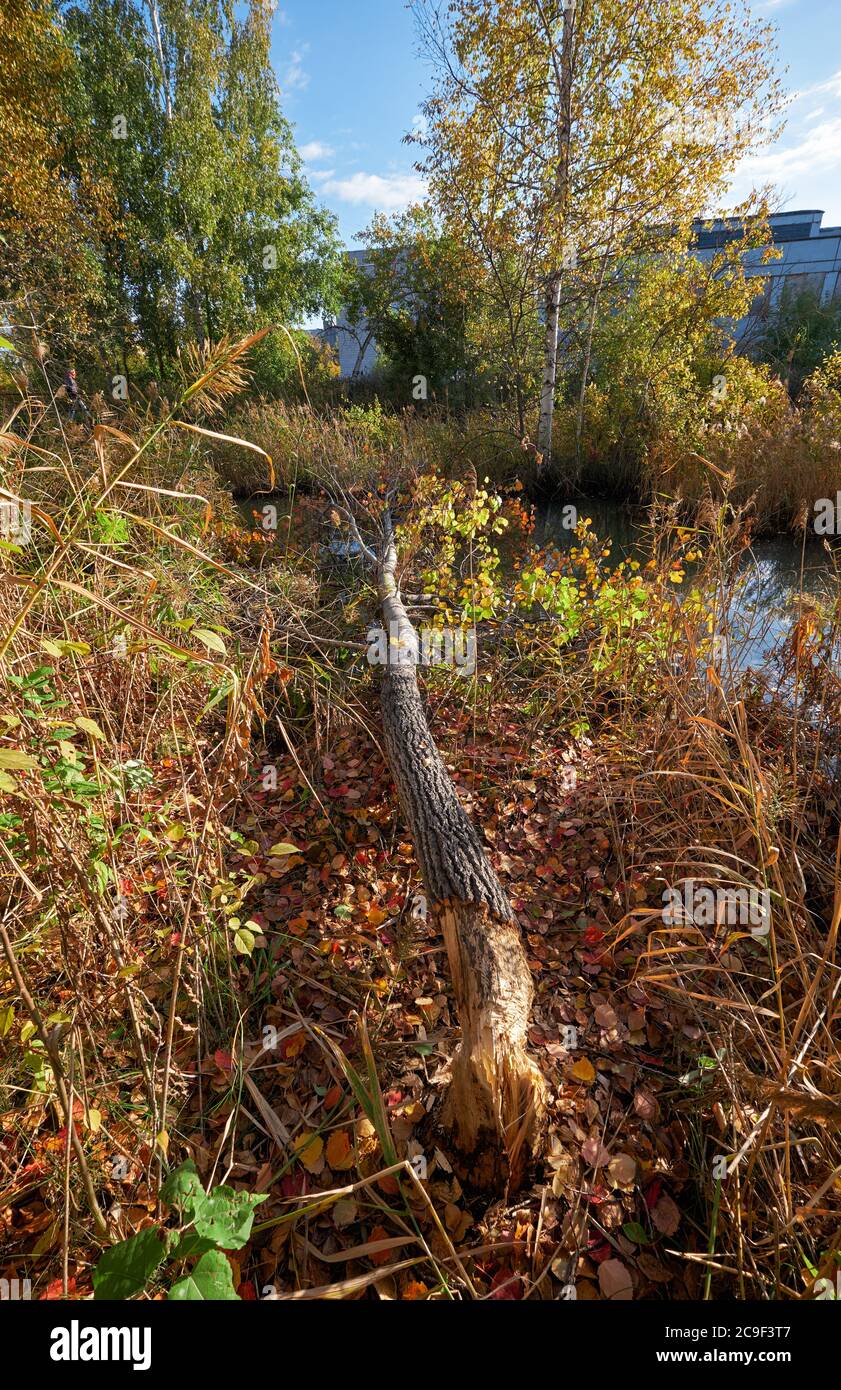 Beavers damage hi-res stock photography and images - Alamy