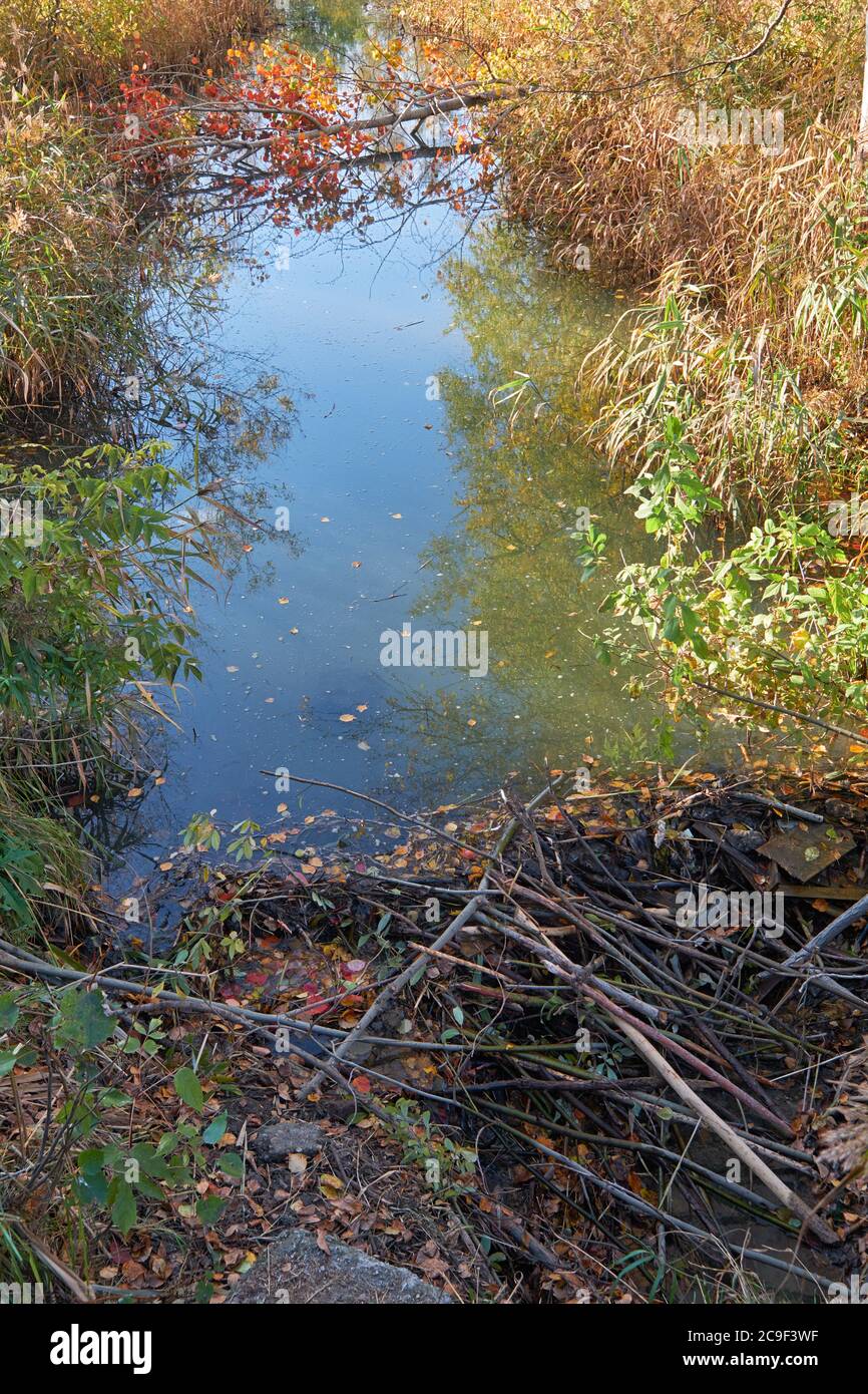 Beavers built dam hi-res stock photography and images - Alamy