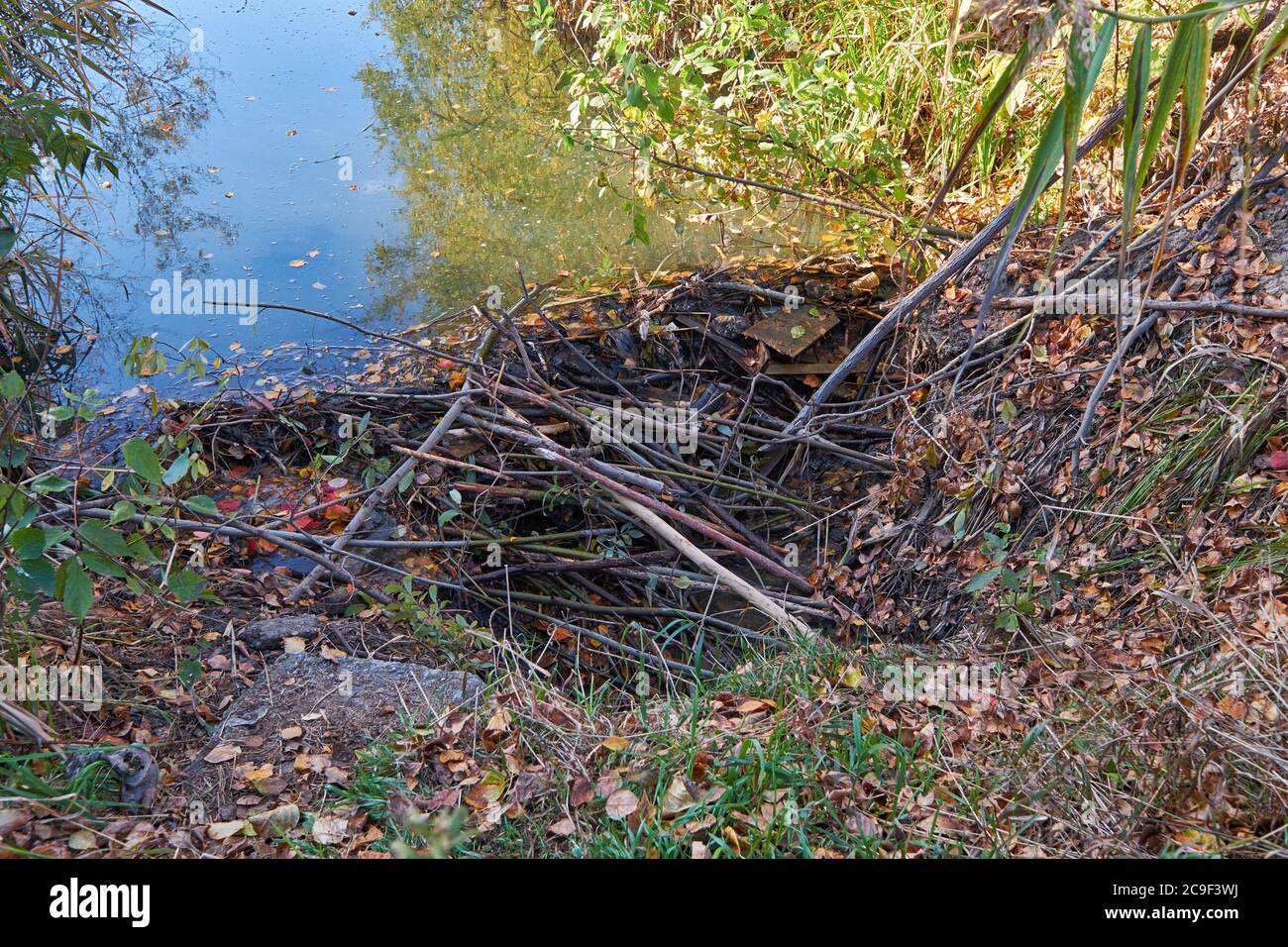 Beavers built dam hi-res stock photography and images - Alamy